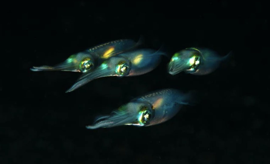 Exploring the Amazing Life and Lights of the Ocean Depths | Department ...